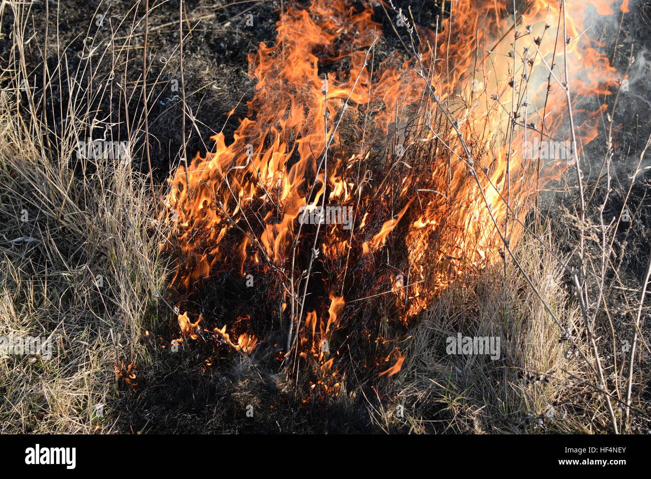 Burning dry grass and reeds. Cleaning the fields and ditches of the ...