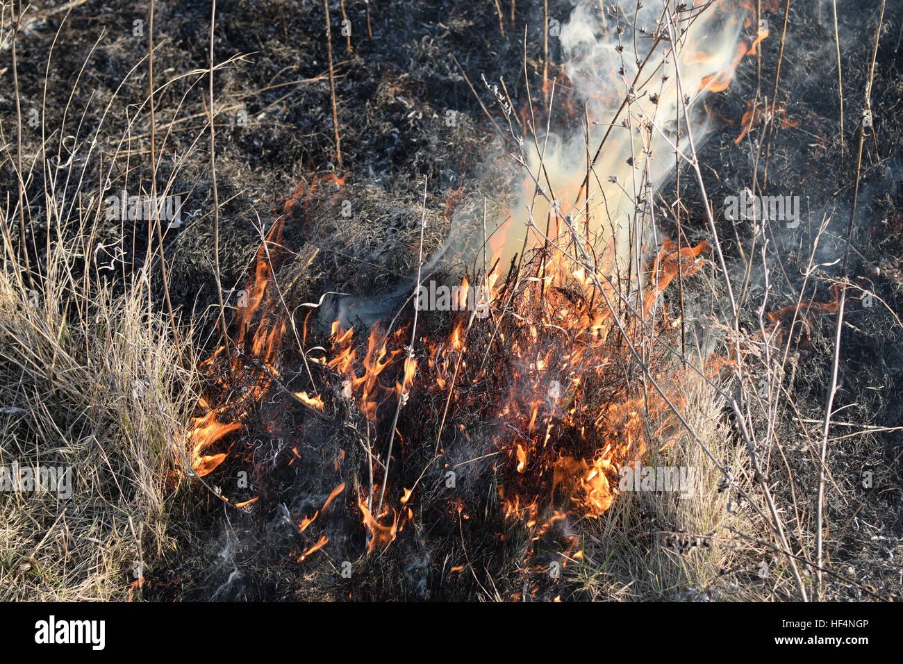 Burning dry grass and reeds. Cleaning the fields and ditches of the ...