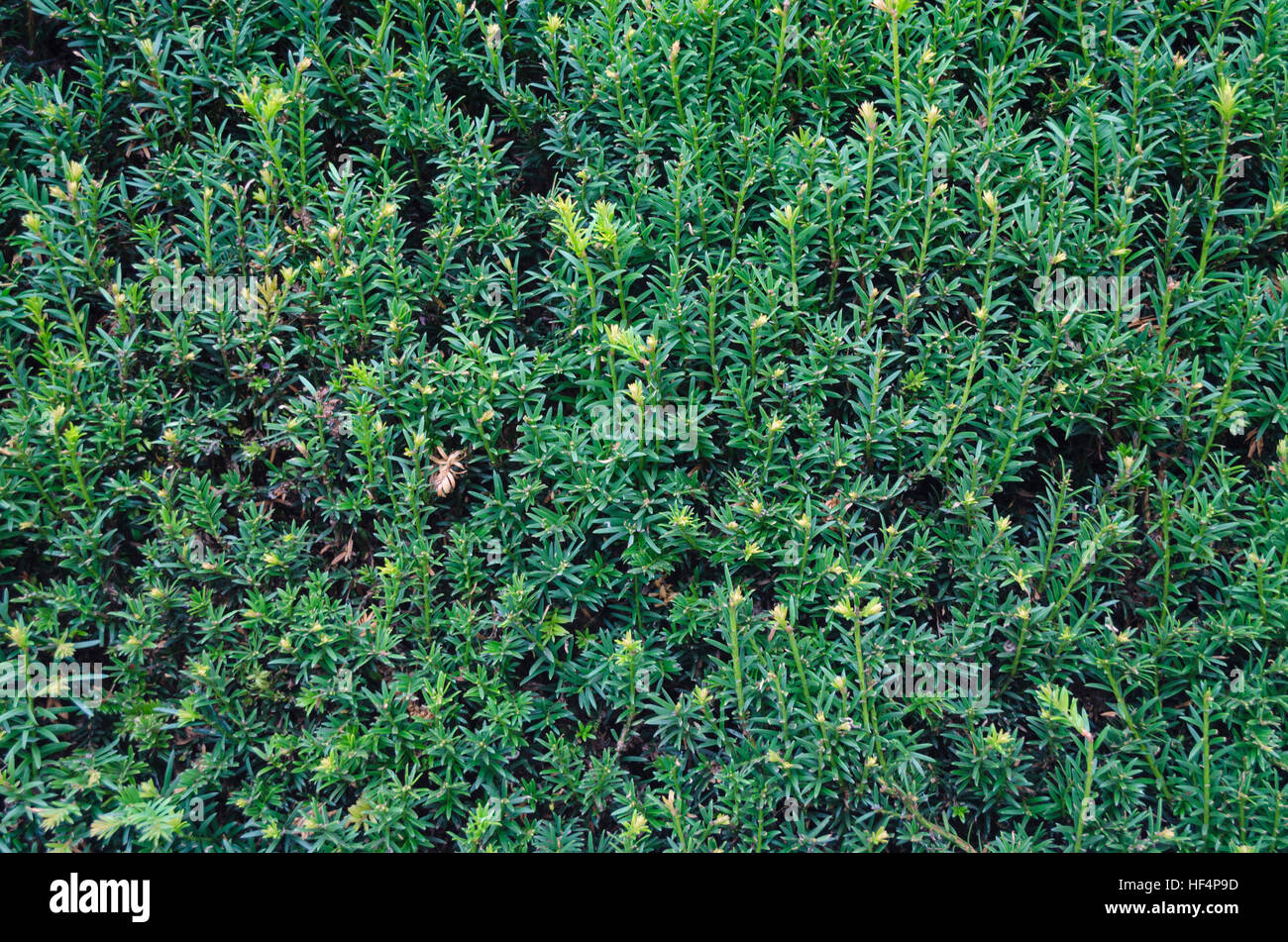 Detailed and isolated view of British garden hedge Stock Photo - Alamy