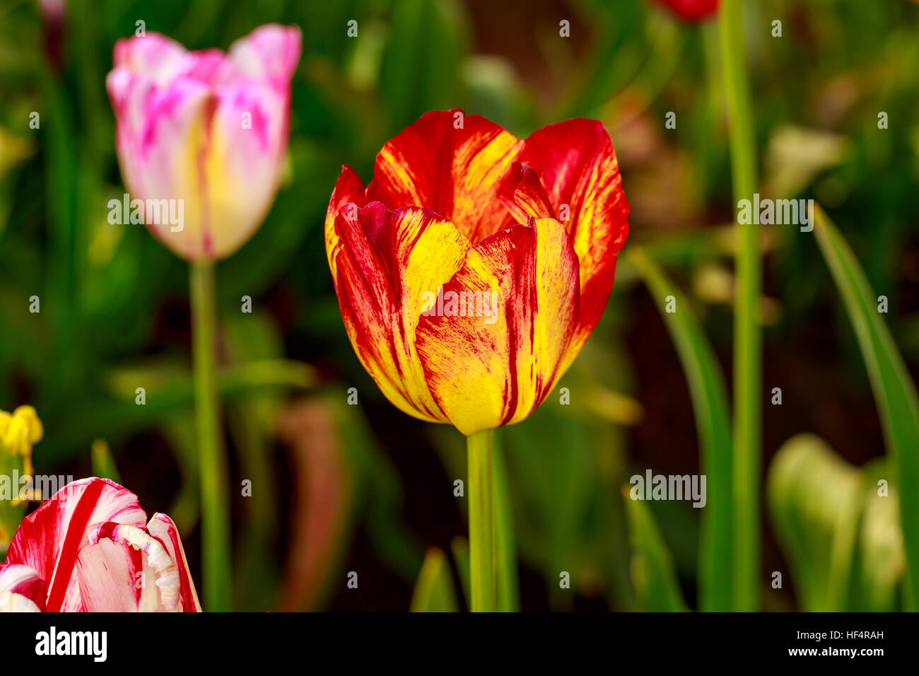 Colorful tulip flowers bloom in the spring field Stock Photo - Alamy