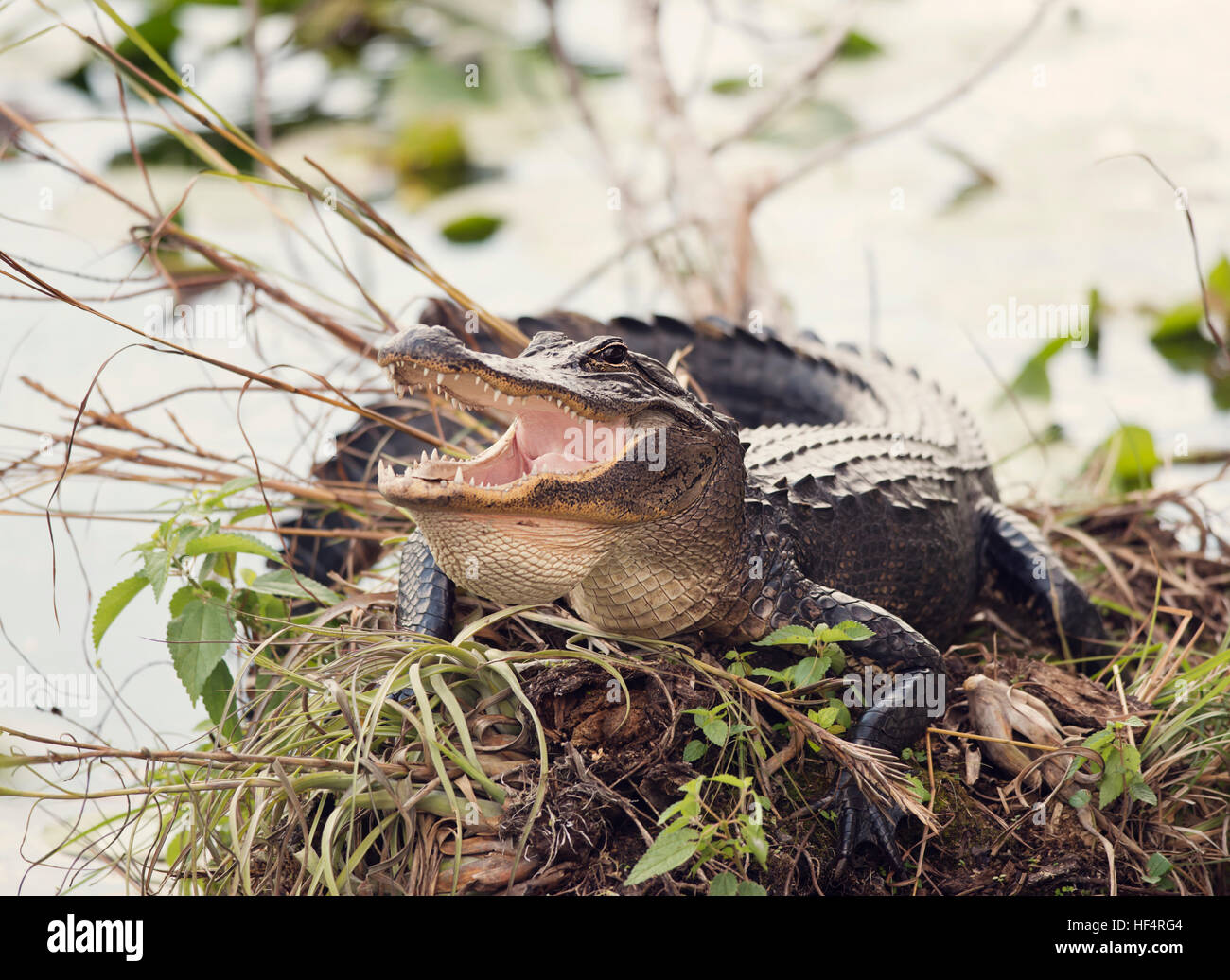 American Alligator Basking with its Mouth Open Stock Photo - Alamy