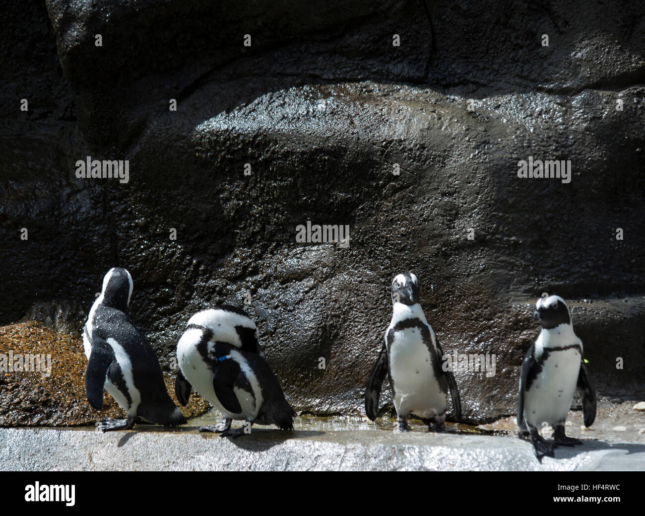 The braying penguin hi-res stock photography and images - Alamy