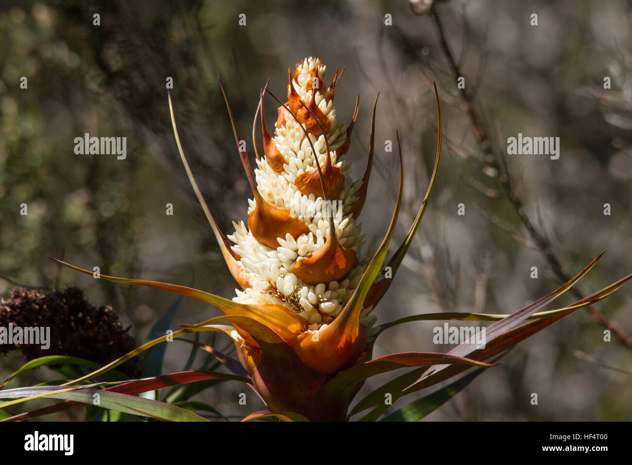 Clourful head hi-res stock photography and images - Alamy