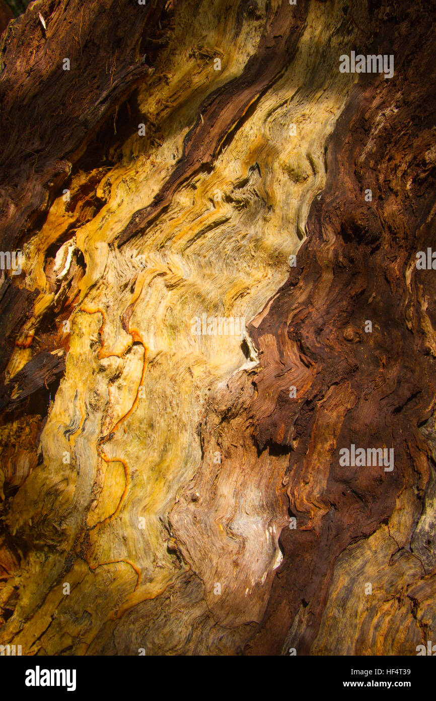 Bright grainy tree stump Stock Photo - Alamy Bright grainy tree stump Stock Photo - Alamy