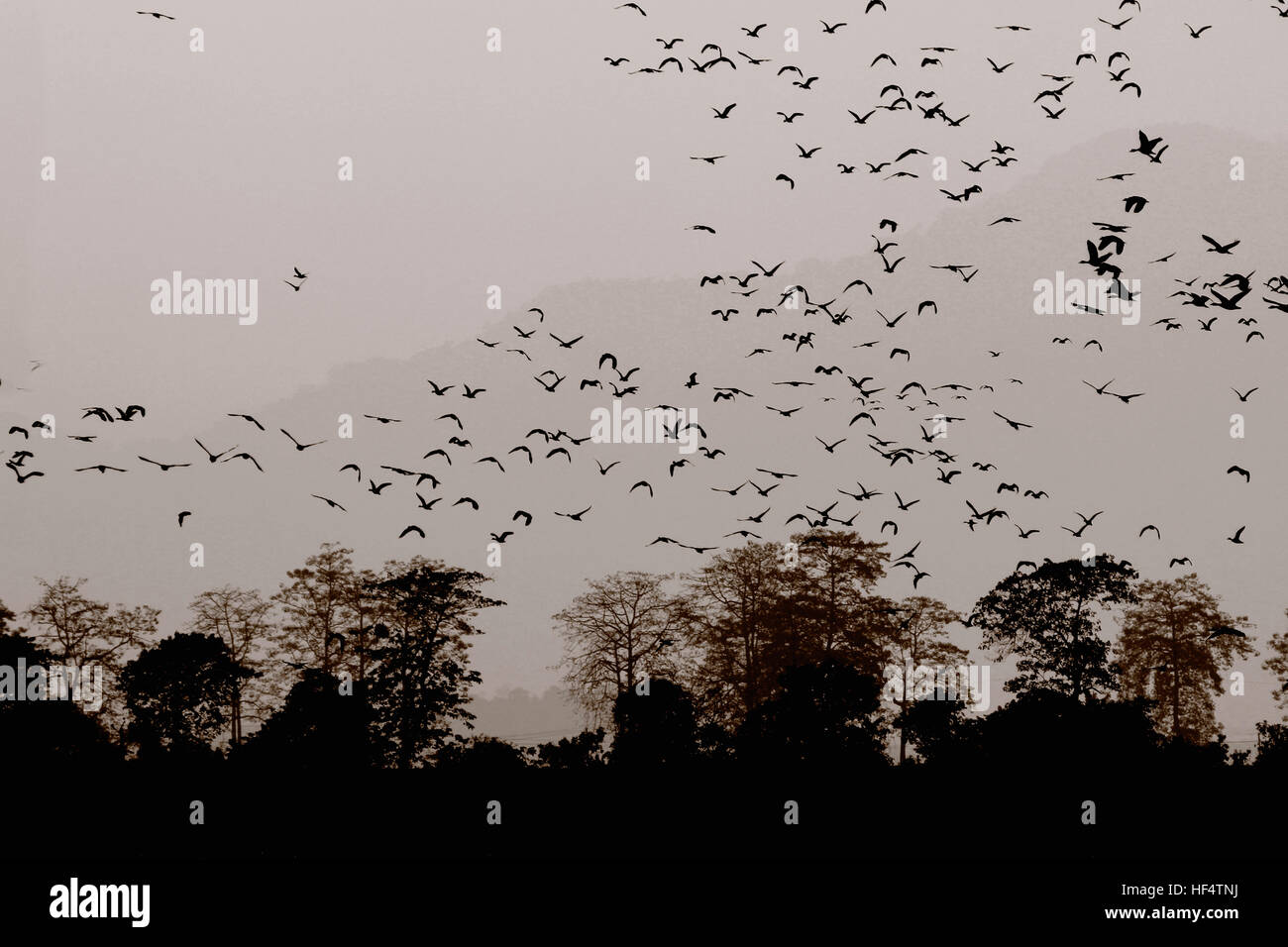 Birds Flying Jungle High Resolution Stock Photography and Images - Alamy