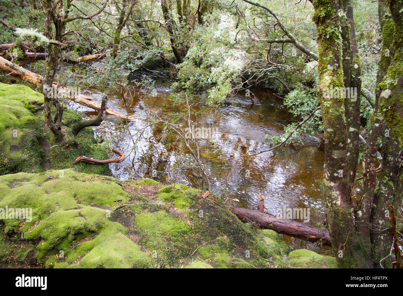 Australian wet forest hi-res stock photography and images - Alamy