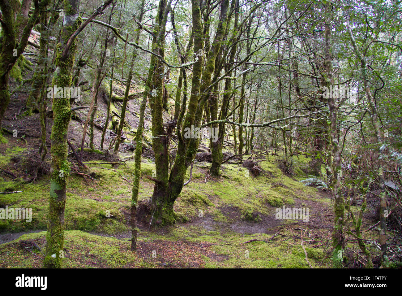 Wet forest hi-res stock photography and images - Alamy