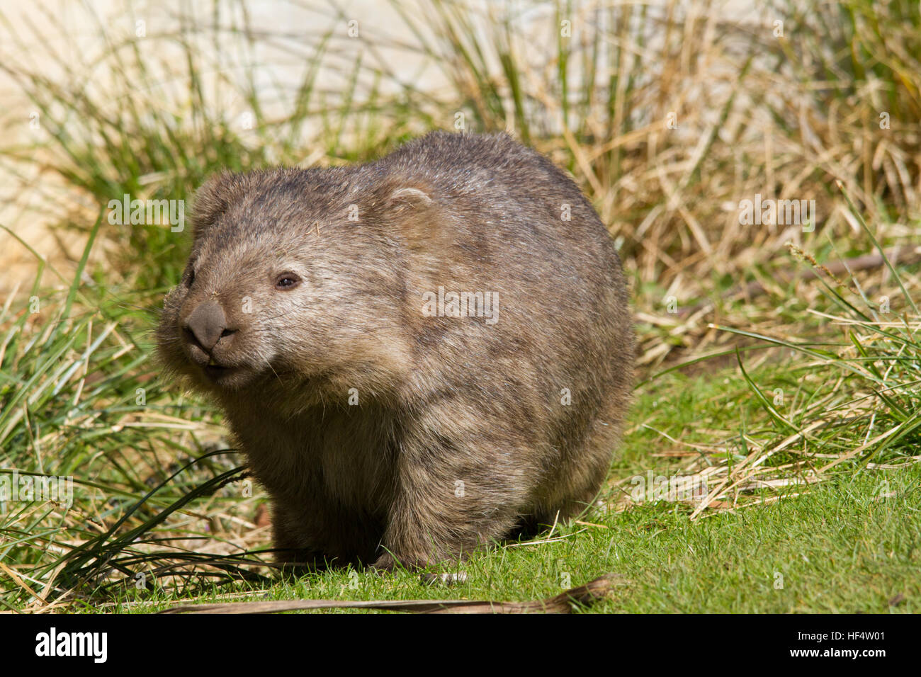 Wombats hi-res stock photography and images - Alamy