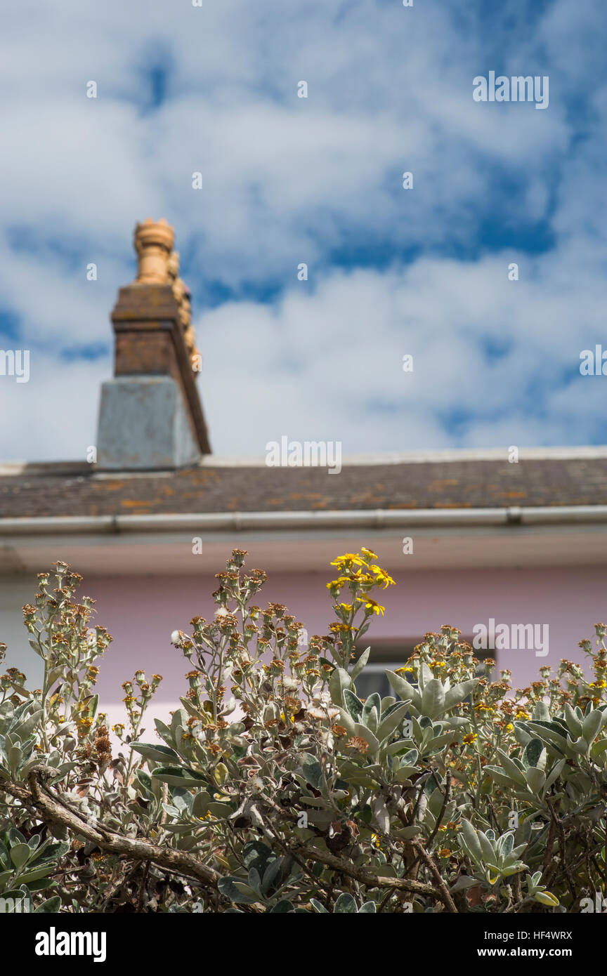 Seaside hedge hi-res stock photography and images - Alamy