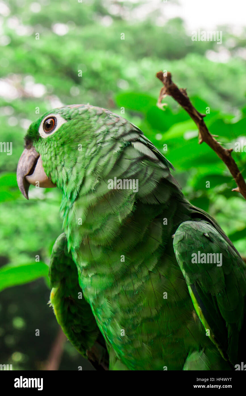 parrot on natural habitat. Green concept Stock Photo - Alamy