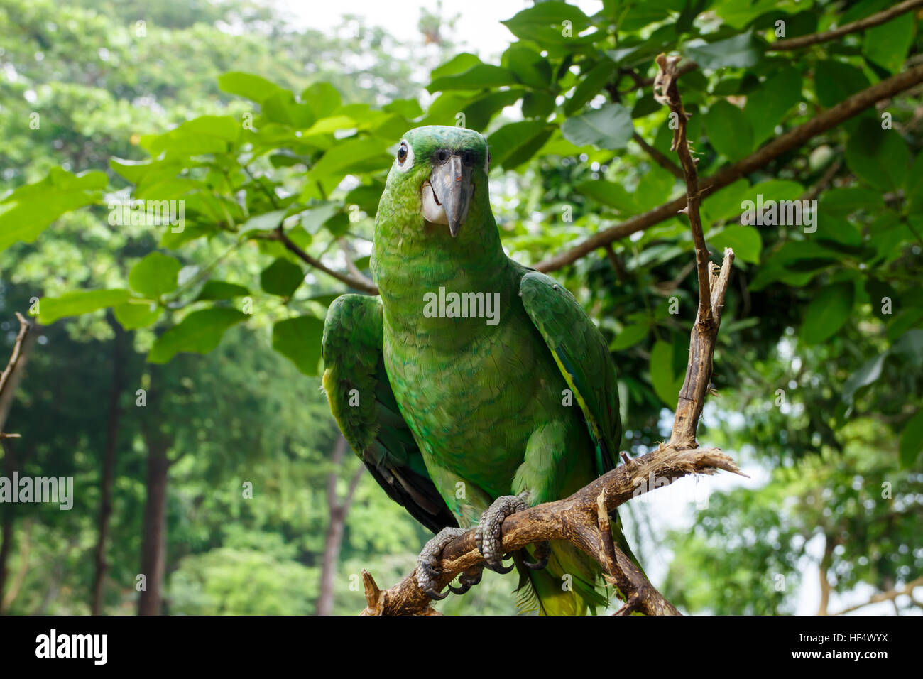 parrot on natural habitat. Green concept Stock Photo - Alamy