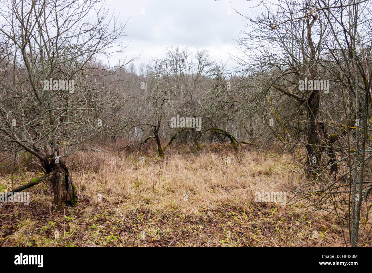 Dead, dried, abandoned apple trees orchard Stock Photo - Alamy