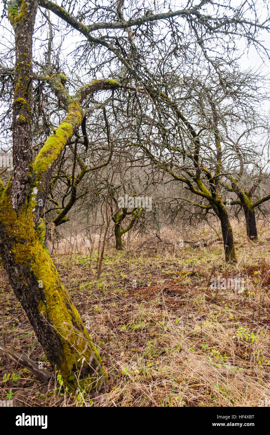 Leaving An Orchard High Resolution Stock Photography and Images - Alamy