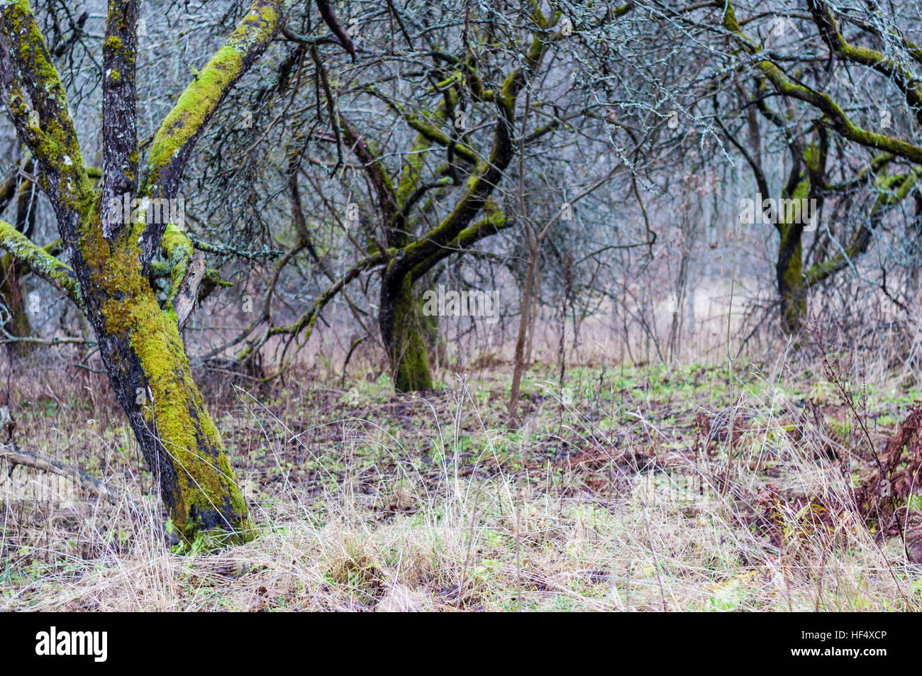 Dead, dried, abandoned apple trees orchard Stock Photo - Alamy