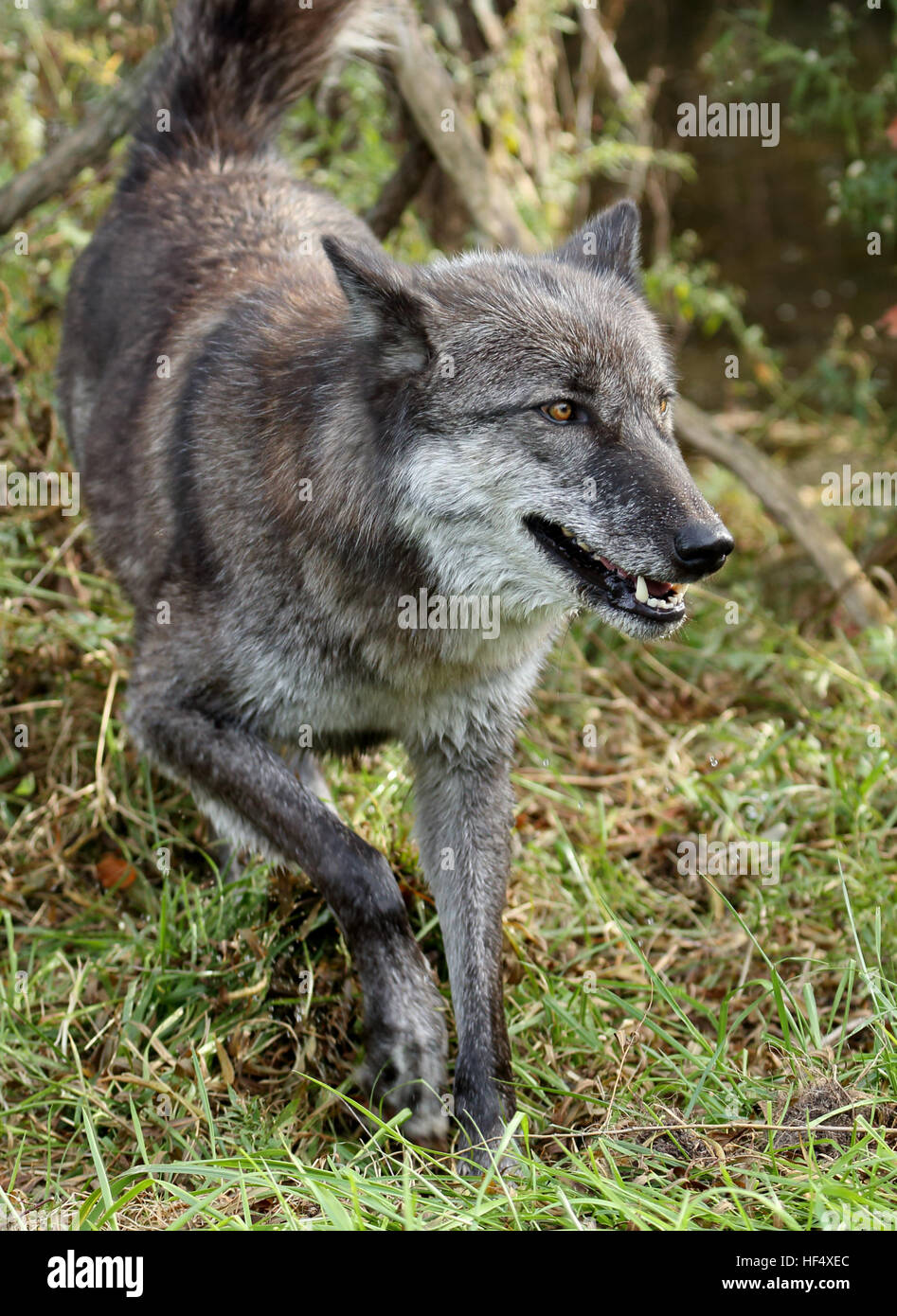 One grey wolfe walking on grass Stock Photo - Alamy