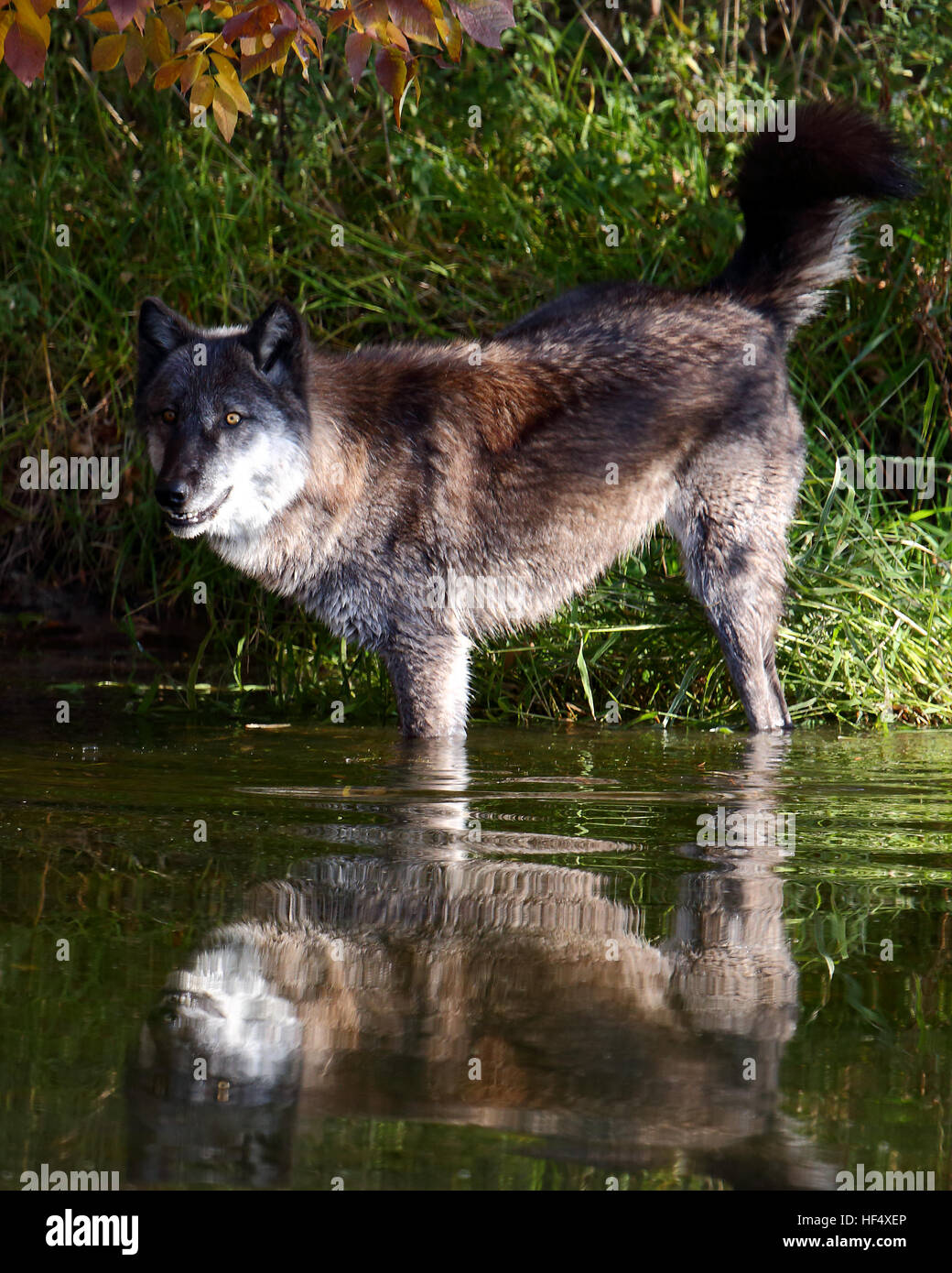 One wolf at the edge of a pond with it's reflection Stock Photo - Alamy