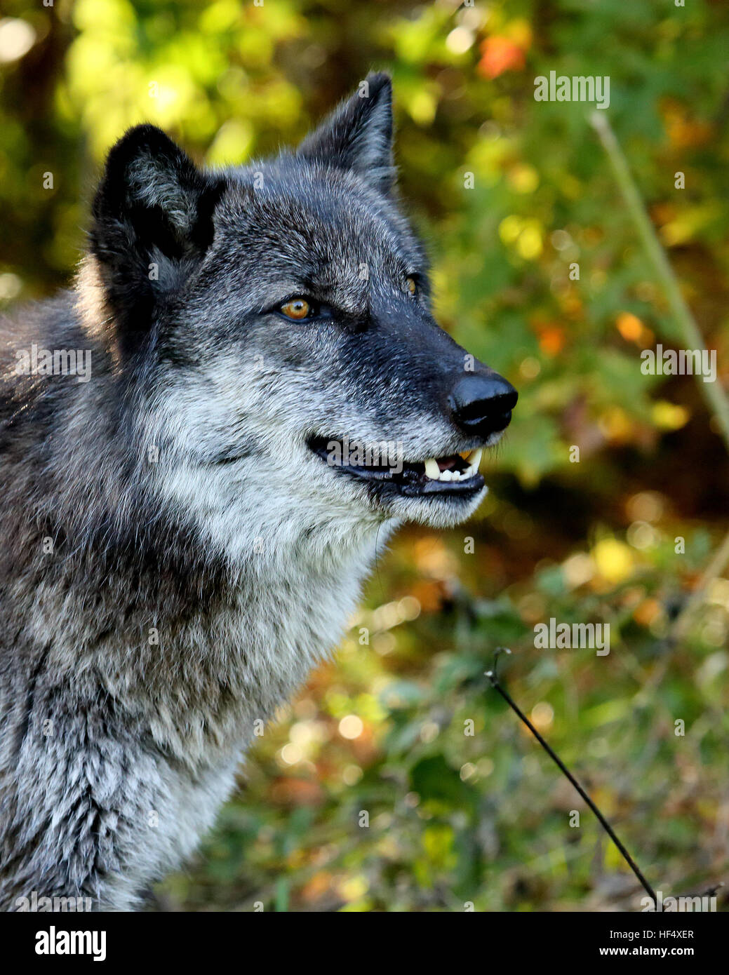 Portrait of a lone black and grey wolf with bushes in the background ...