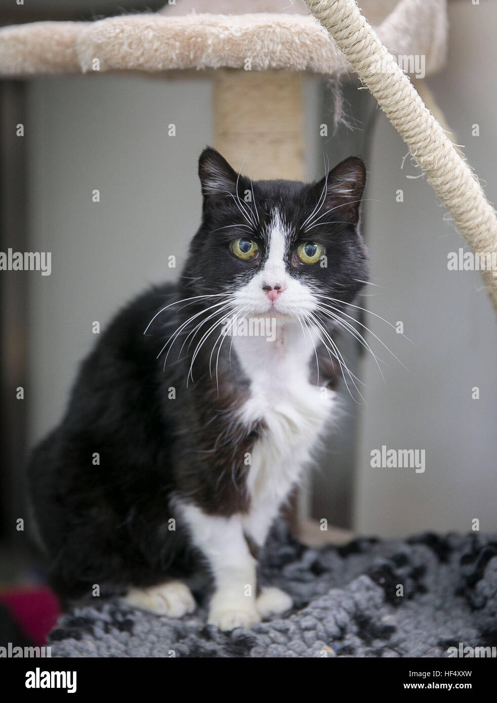 Adopting cats hi-res stock photography and images - Alamy