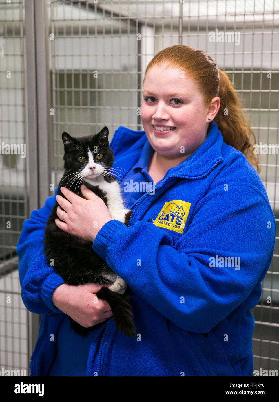 Jacqui marshal cats protection belfast adoption centre hi-res stock ...