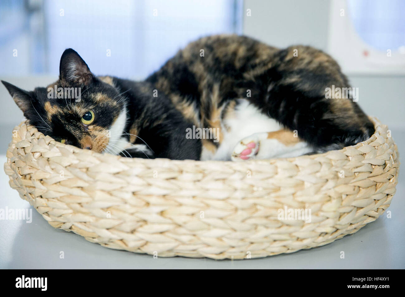 Marmalade, a female cat 10y1m (approx.) at Cats Protection Belfast ...