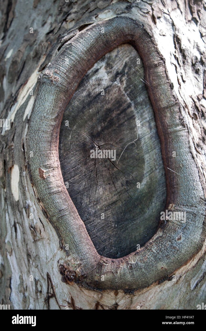Circle nature detail hi-res stock photography and images - Alamy