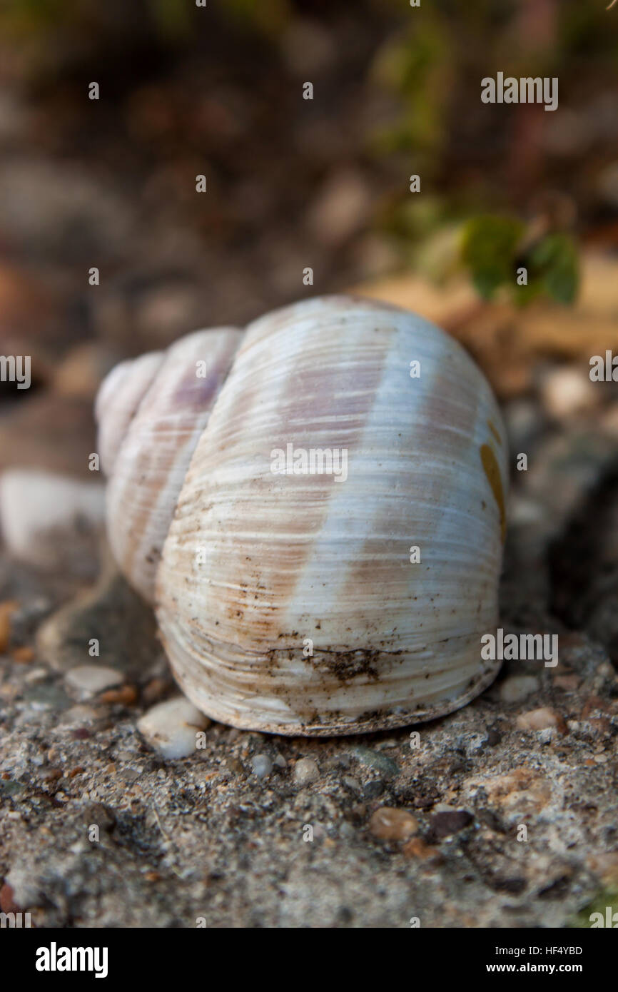 Shell of a snail on natural texture background Stock Photo - Alamy