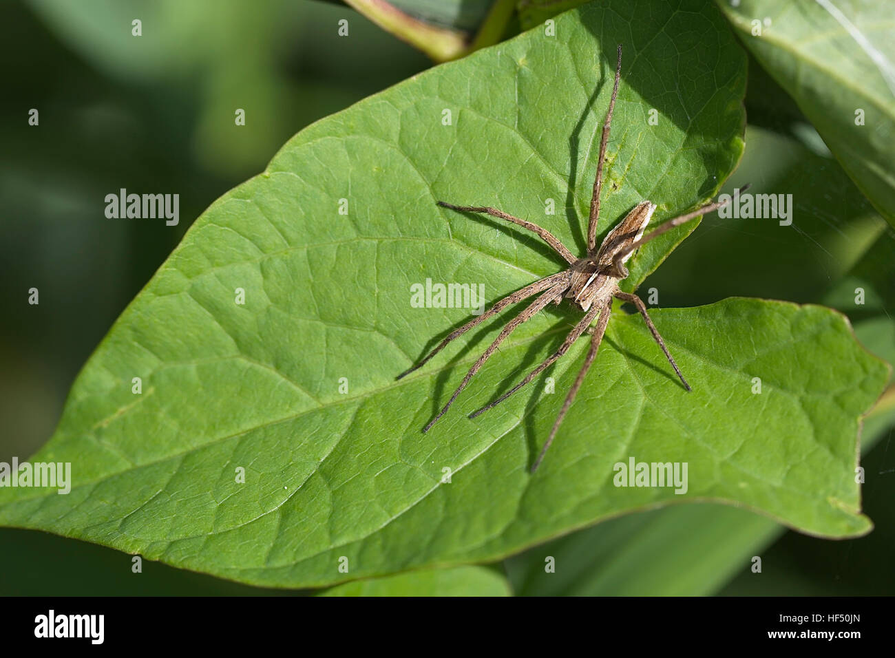Large spider on a leaf, Cambridgeshire, England, UK Stock Photo - Alamy