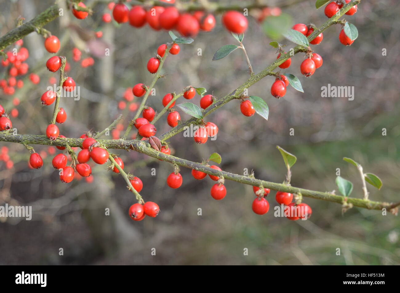 Farncombe Estate, Broadway, Cotswolds Stock Photo - Alamy