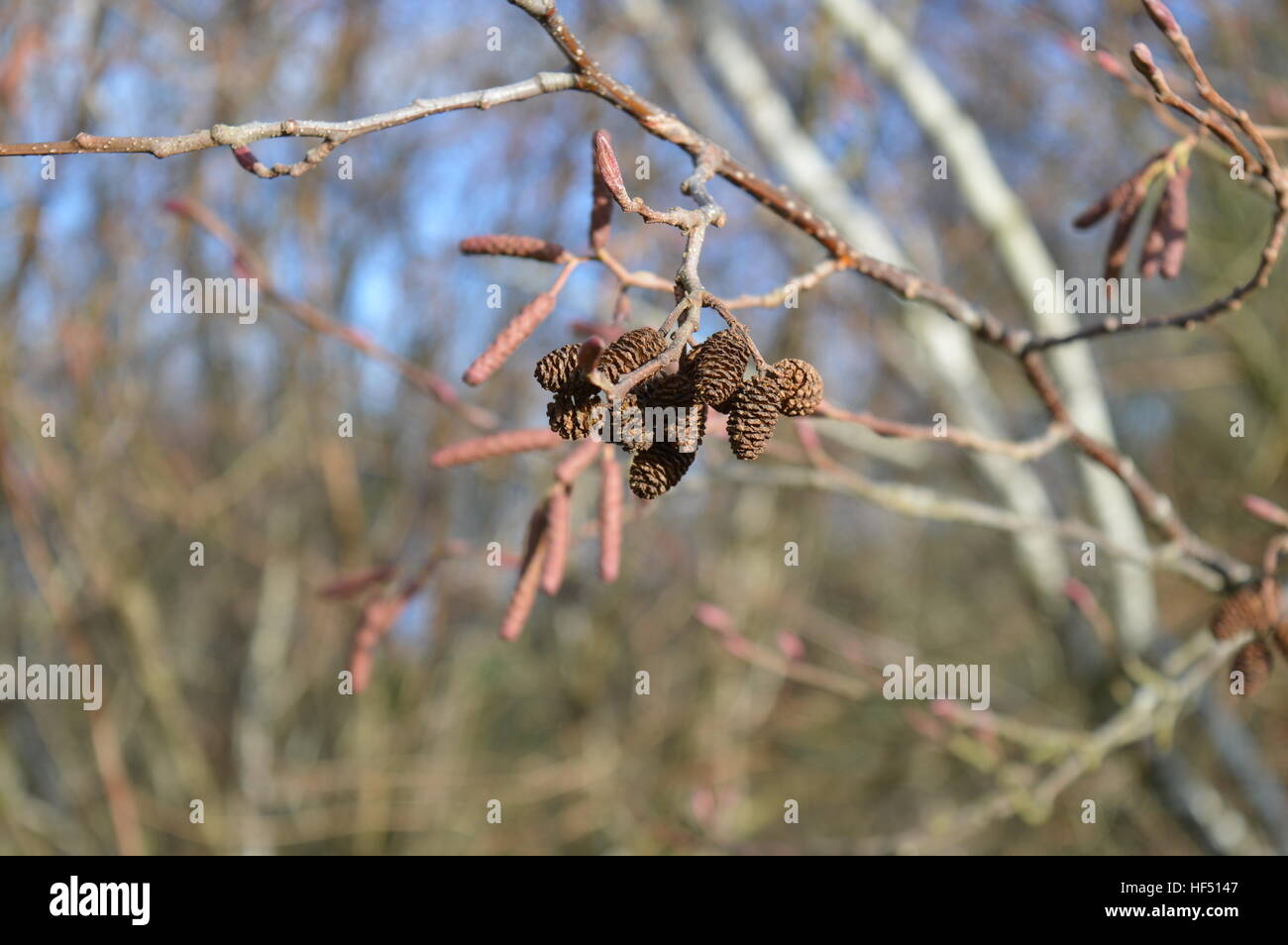 Farncombe hi-res stock photography and images - Alamy
