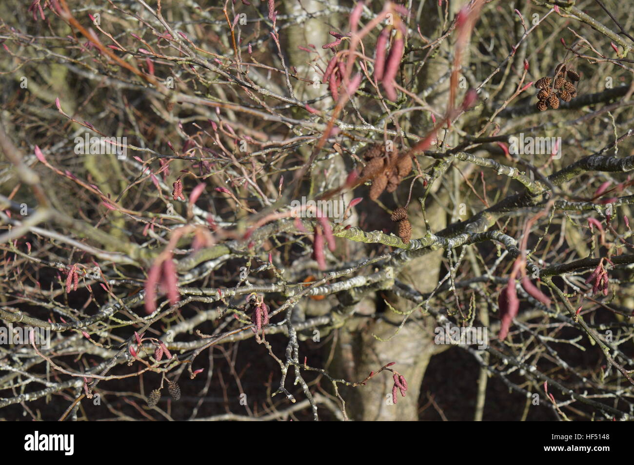 Farncombe Estate, Broadway, Cotswolds Stock Photo - Alamy