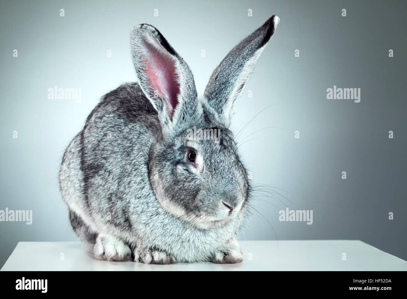 European rabbit or common rabbit, 2 months old, Oryctolagus cuniculus ...