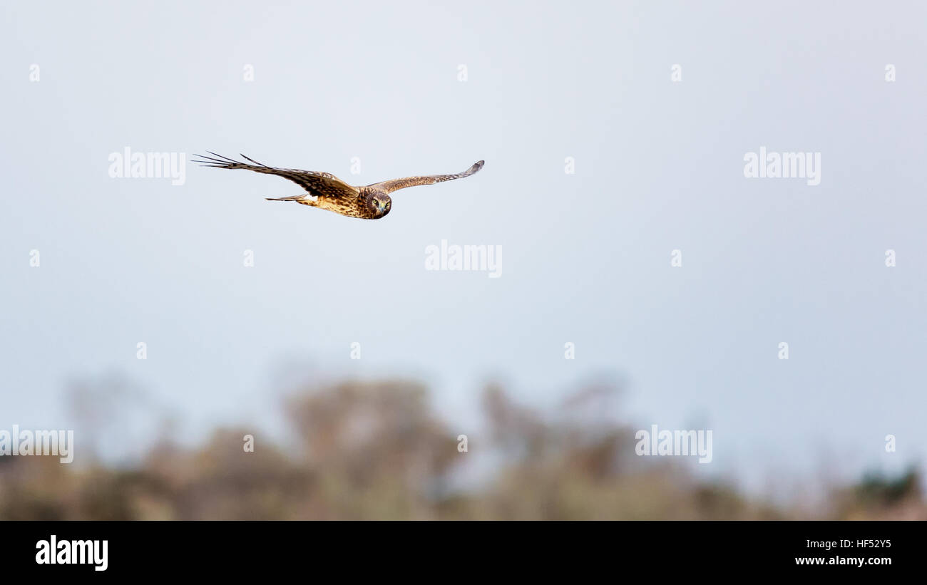 Wild Hawk in Nature Stock Photo - Alamy