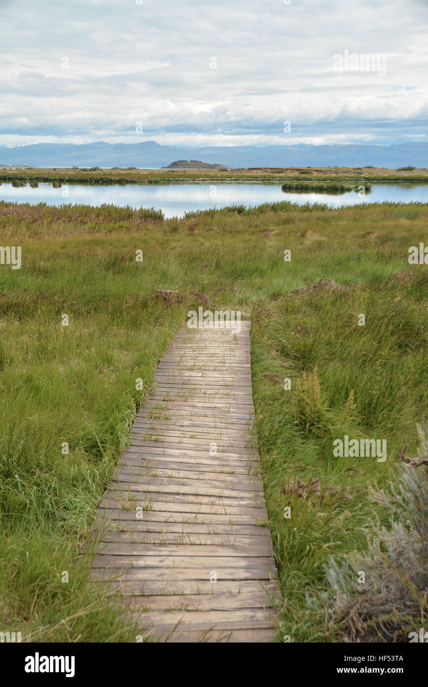 Natural looking, wooden boardwalk leading through a lakeside landscape ...