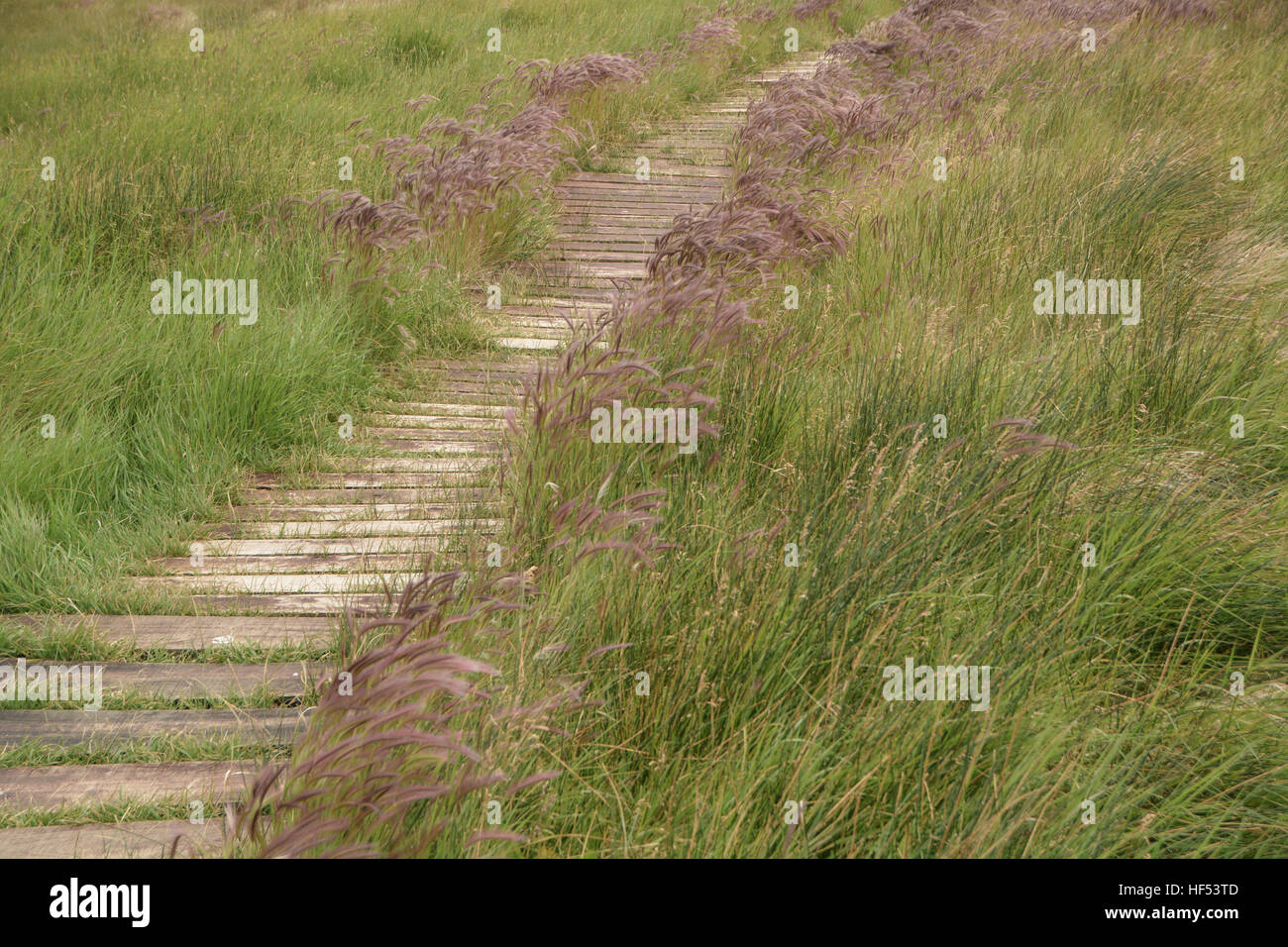 Natural colored, washed out wooden pathway Stock Photo - Alamy