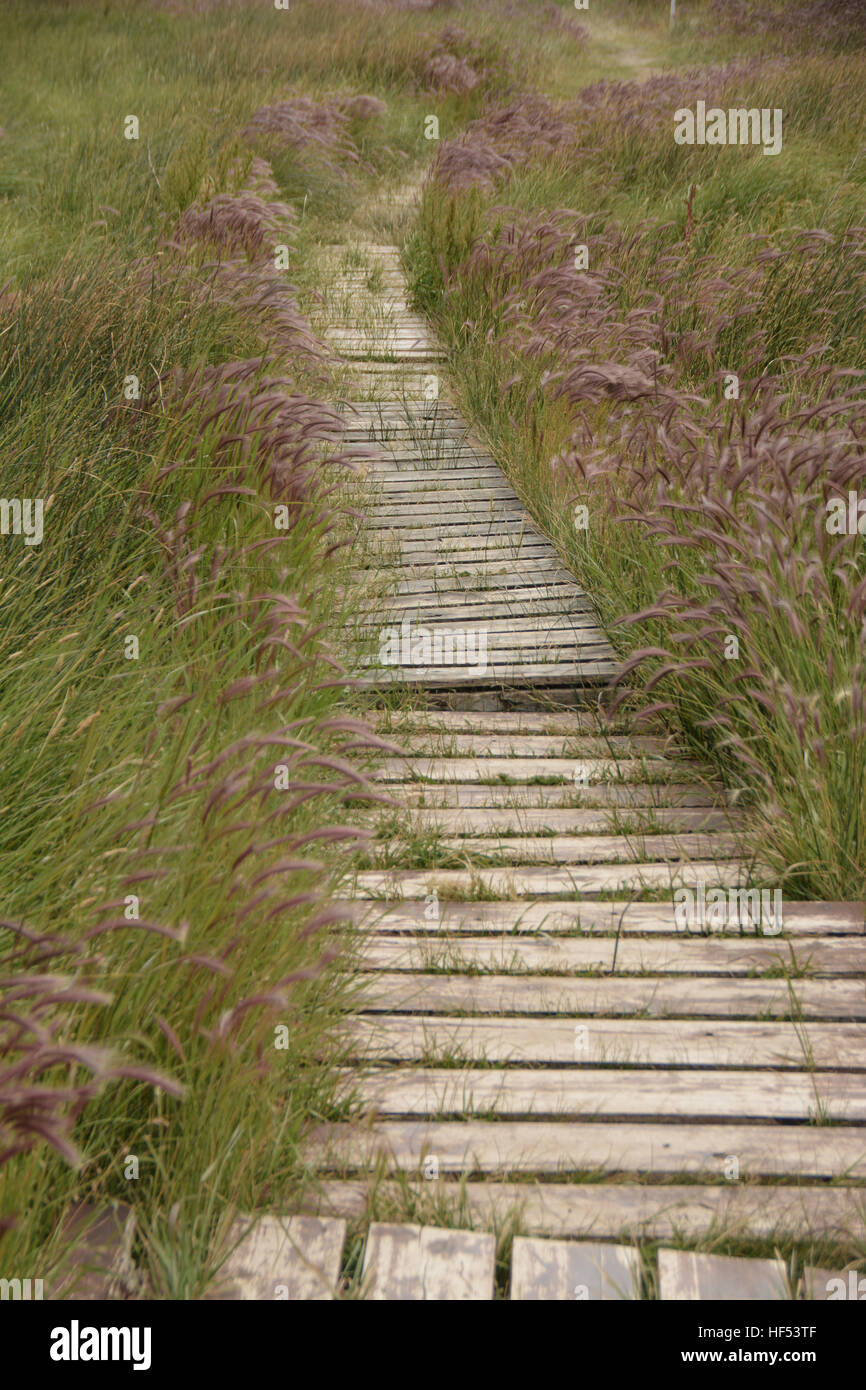 Natural colored, washed out wooden pathway Stock Photo - Alamy