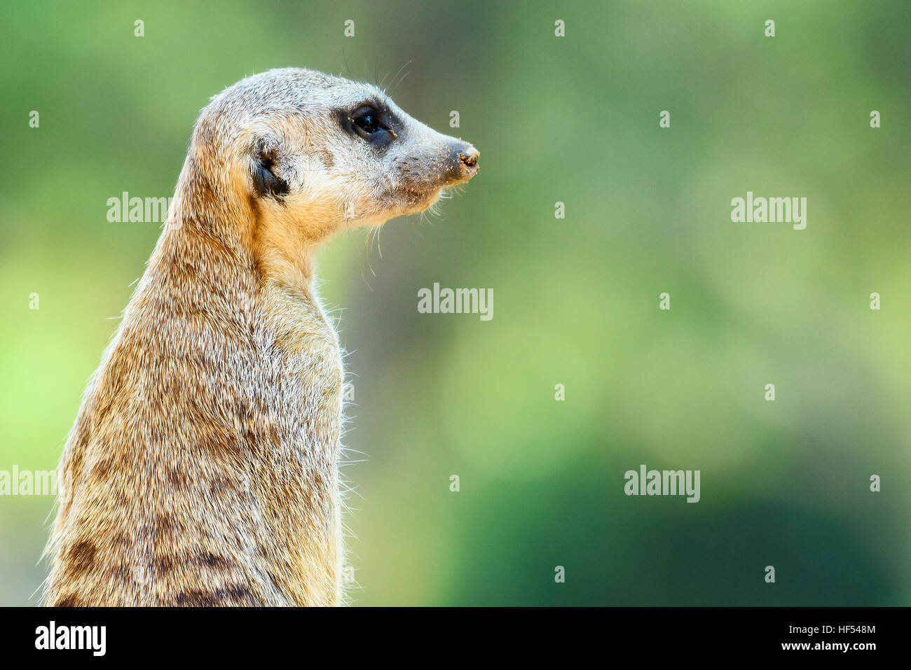 Suricata africa hi-res stock photography and images - Alamy