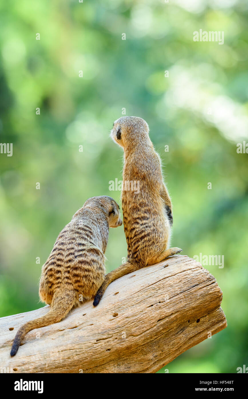 Meerkat or Suricate (Suricata Suricatta) in Africa Stock Photo - Alamy