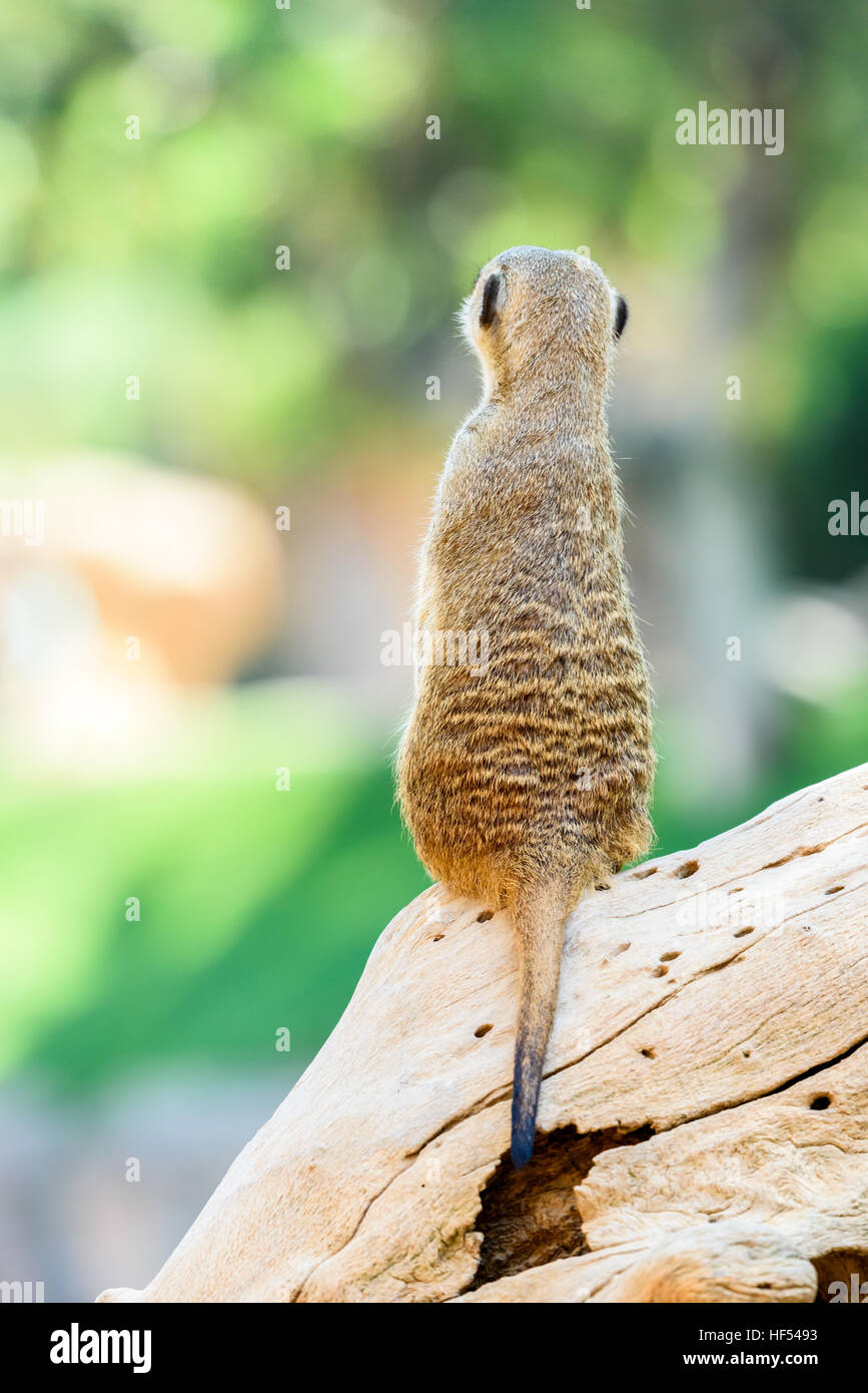Meerkat or Suricate (Suricata Suricatta) in Africa Stock Photo - Alamy