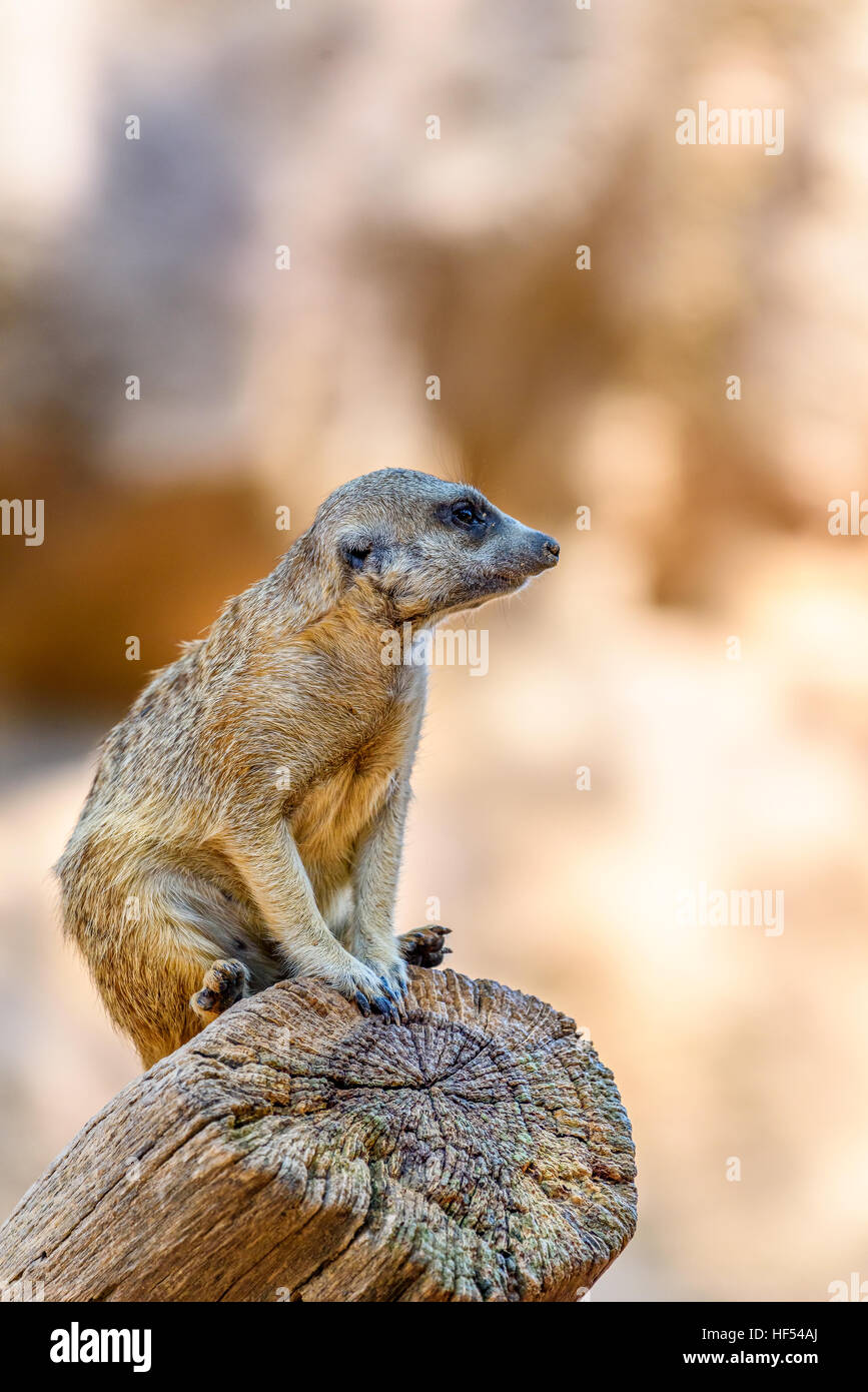 Meerkat or Suricate (Suricata Suricatta) in Africa Stock Photo - Alamy