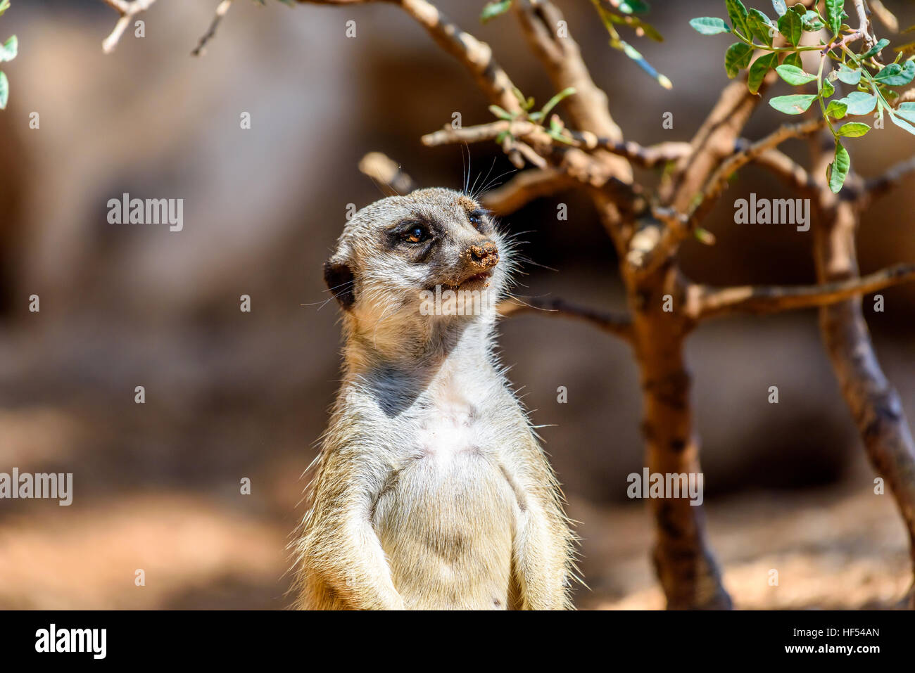 Meerkat or Suricate (Suricata Suricatta) in Africa Stock Photo - Alamy