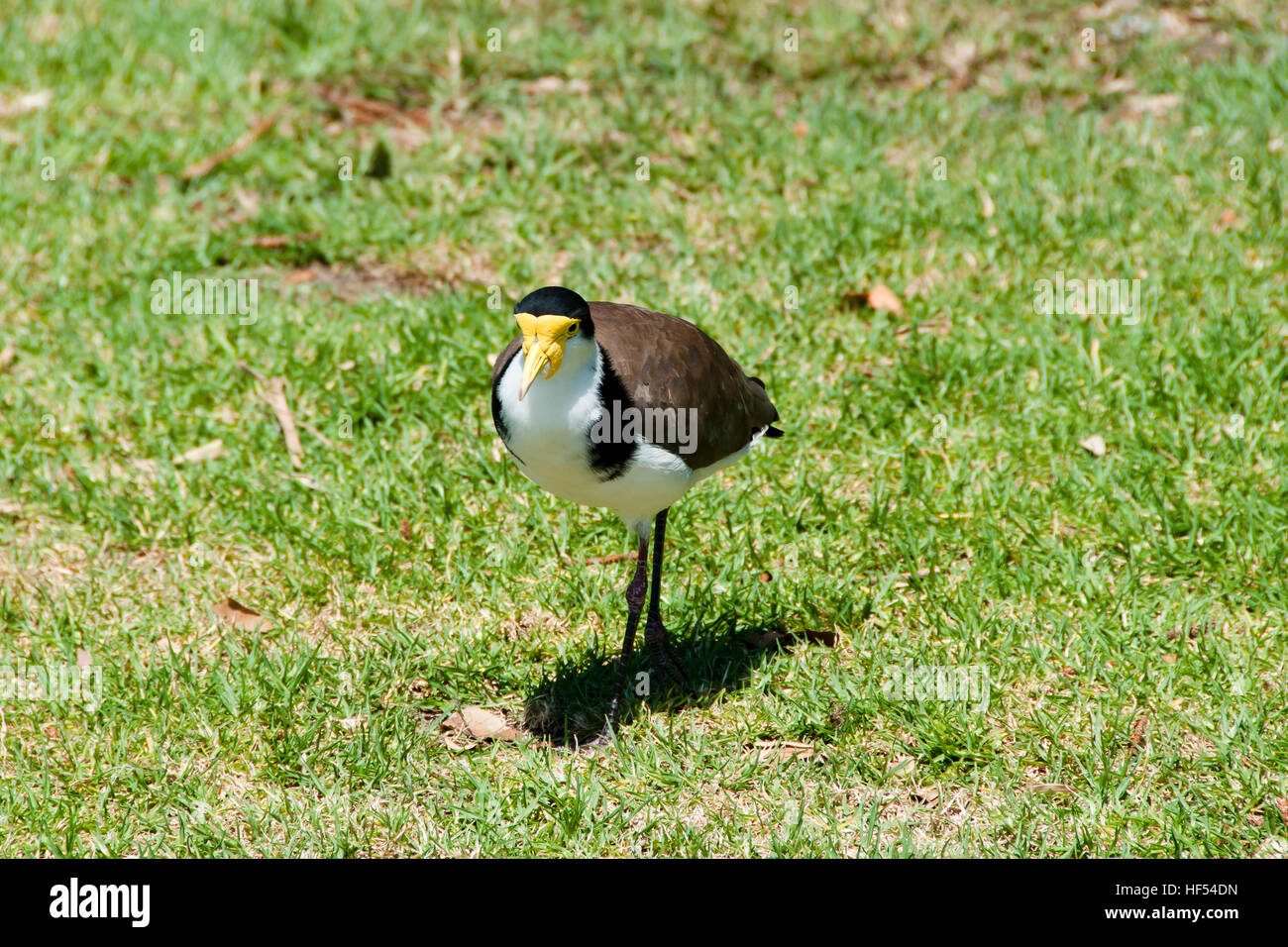 Masked Lapwing - Sydney - Australia Stock Photo - Alamy