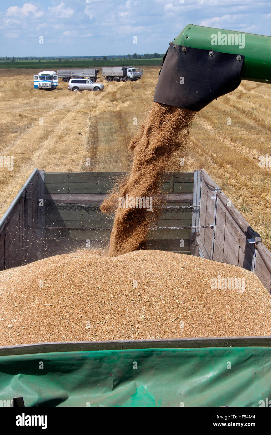 Combine harvester load wheat hi-res stock photography and images - Alamy