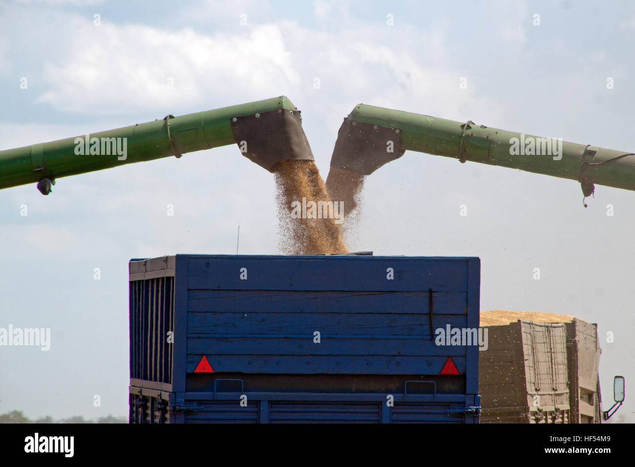 Combine harvester load wheat in the truck at the time of harvest in a ...