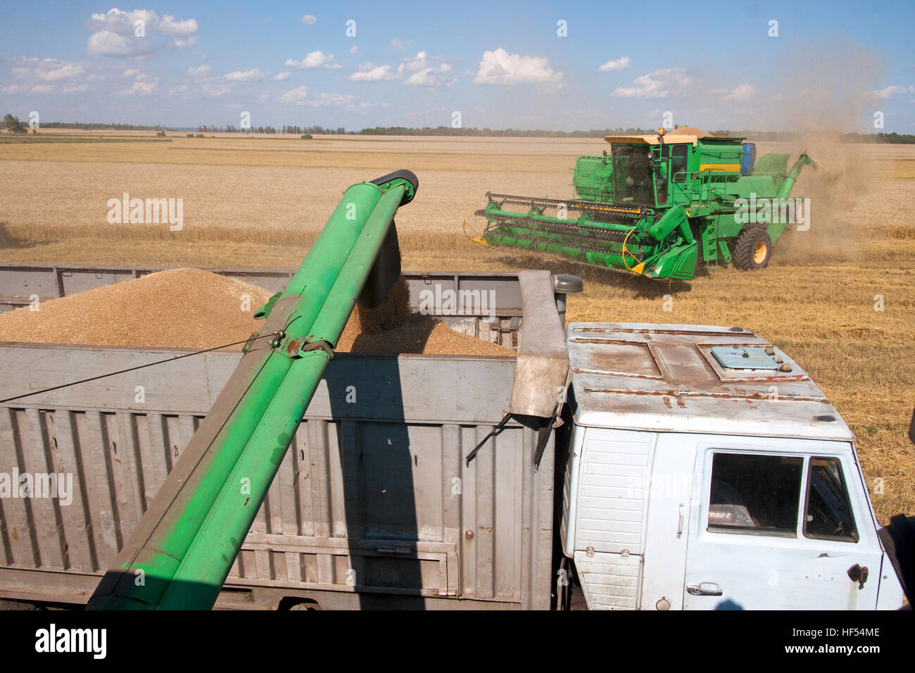 Combine harvester load wheat in the truck at the time of harvest in a ...