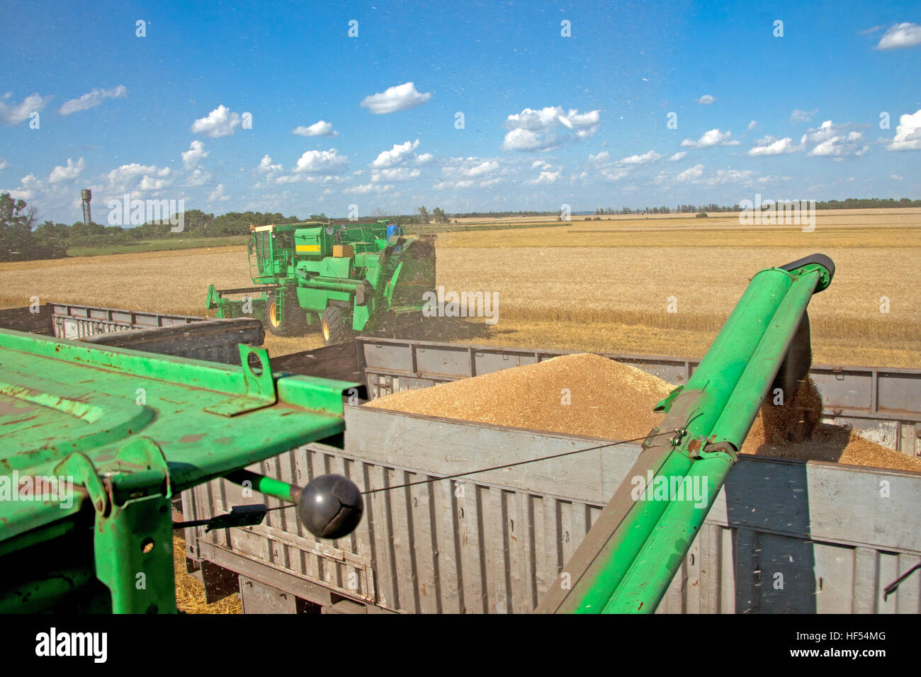 Combine harvester load wheat in the truck at the time of harvest in a ...