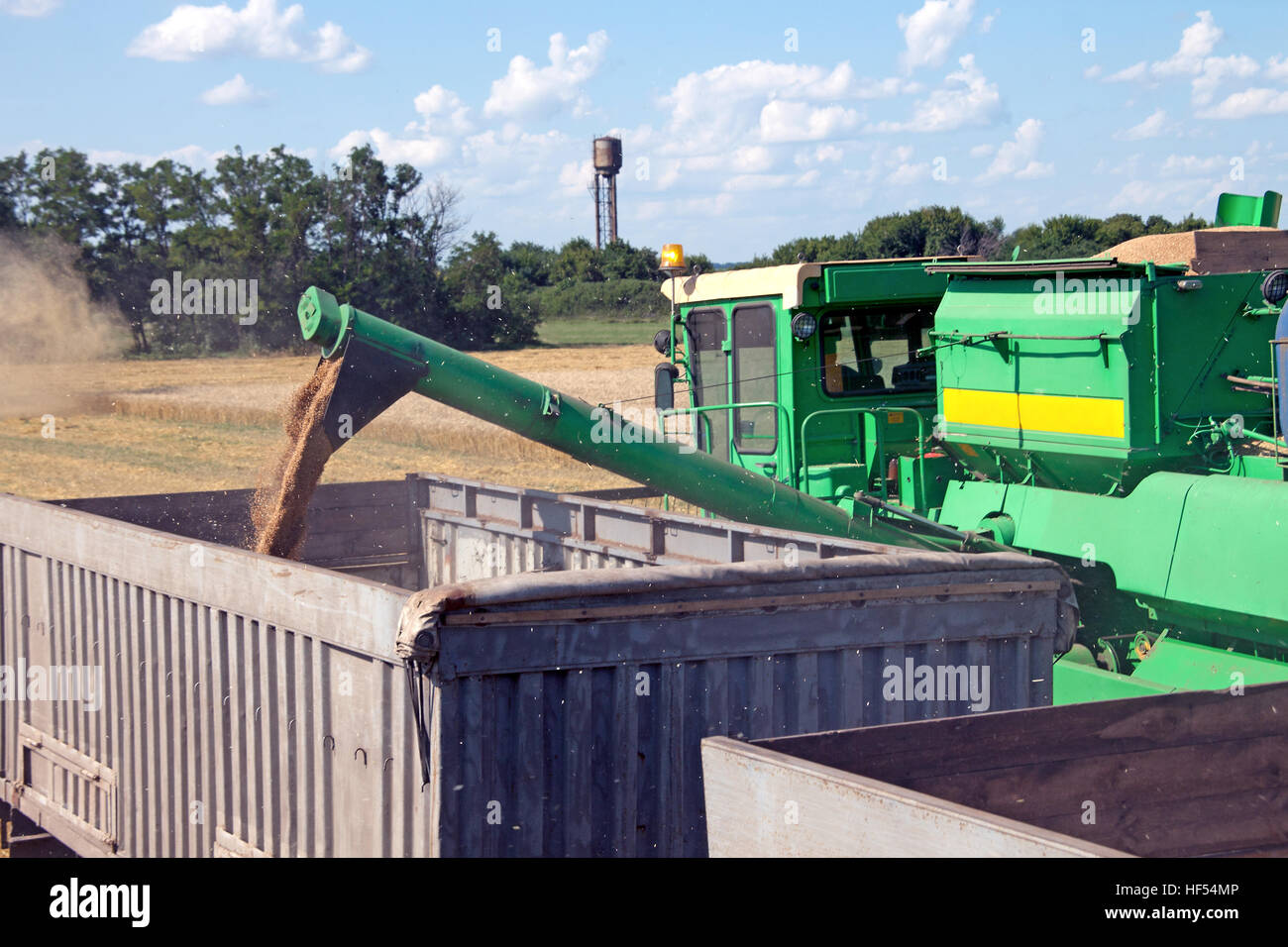 Combine harvester load wheat in the truck at the time of harvest in a ...