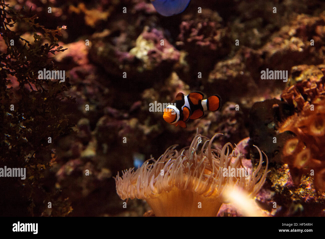 Clownfish, Amphiprioninae, in a marine fish and reef aquarium, staying close to its host anemone ...