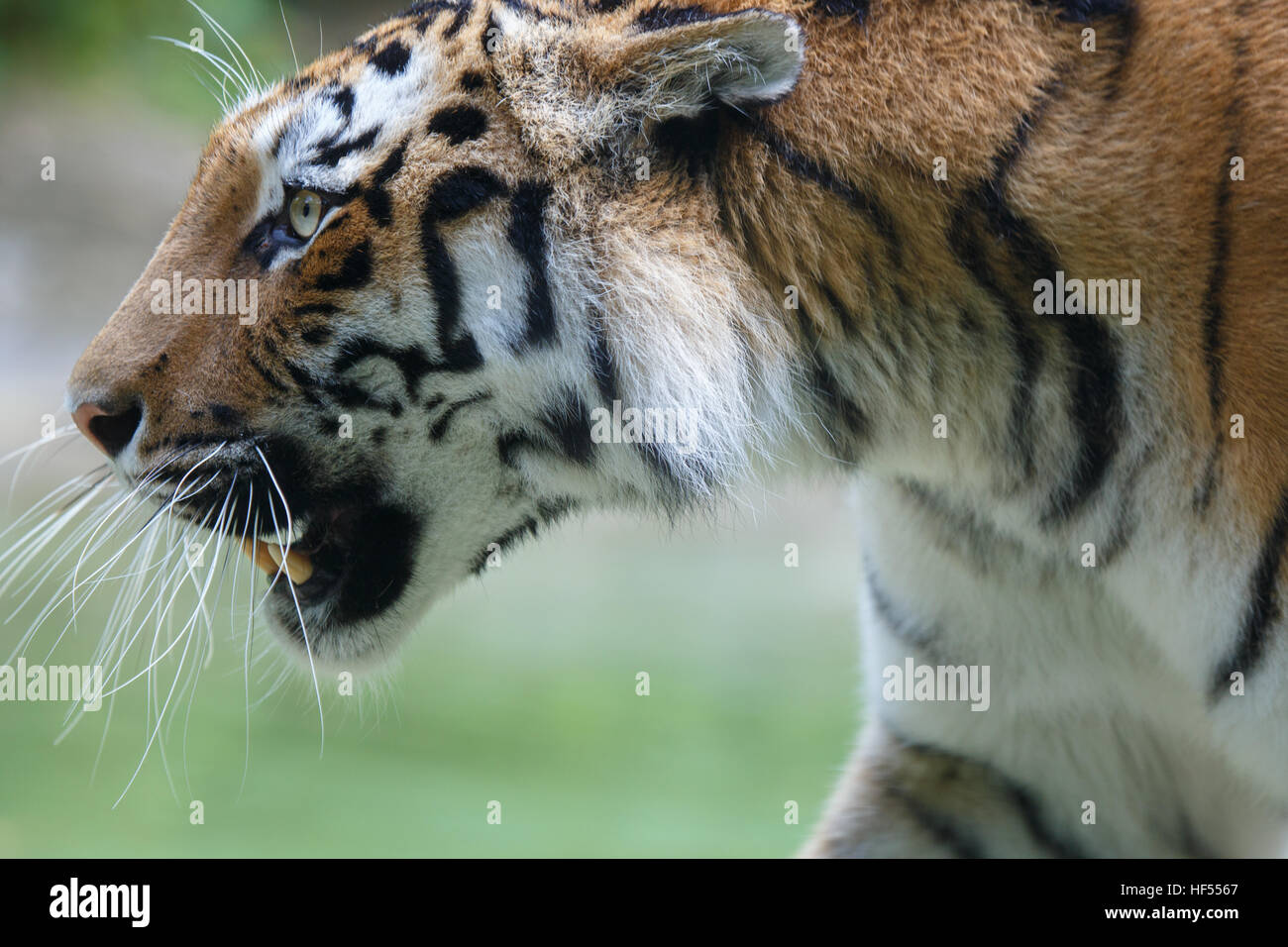 Side closeup view of a siberian tiger or Amur tiger, Panthera tigris ...