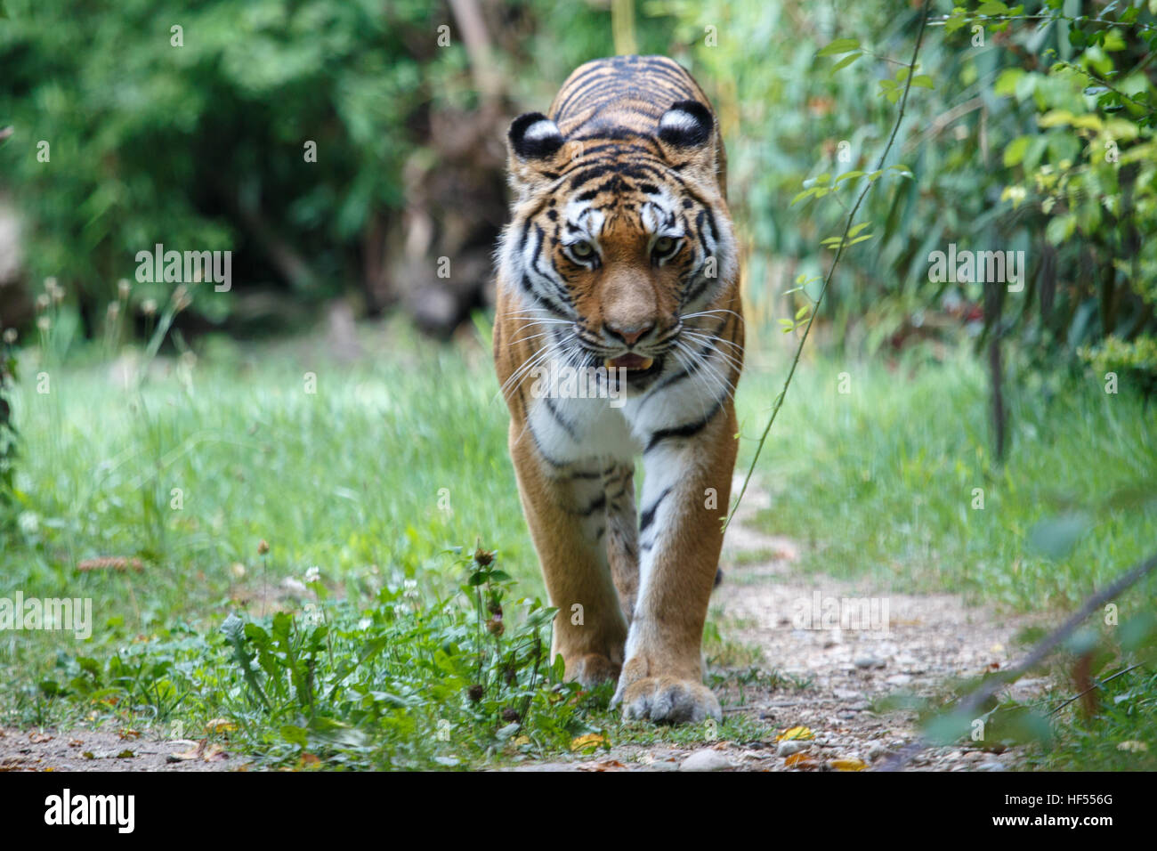 Frontal view of a siberian tiger or Amur tiger, Panthera tigris altaica ...
