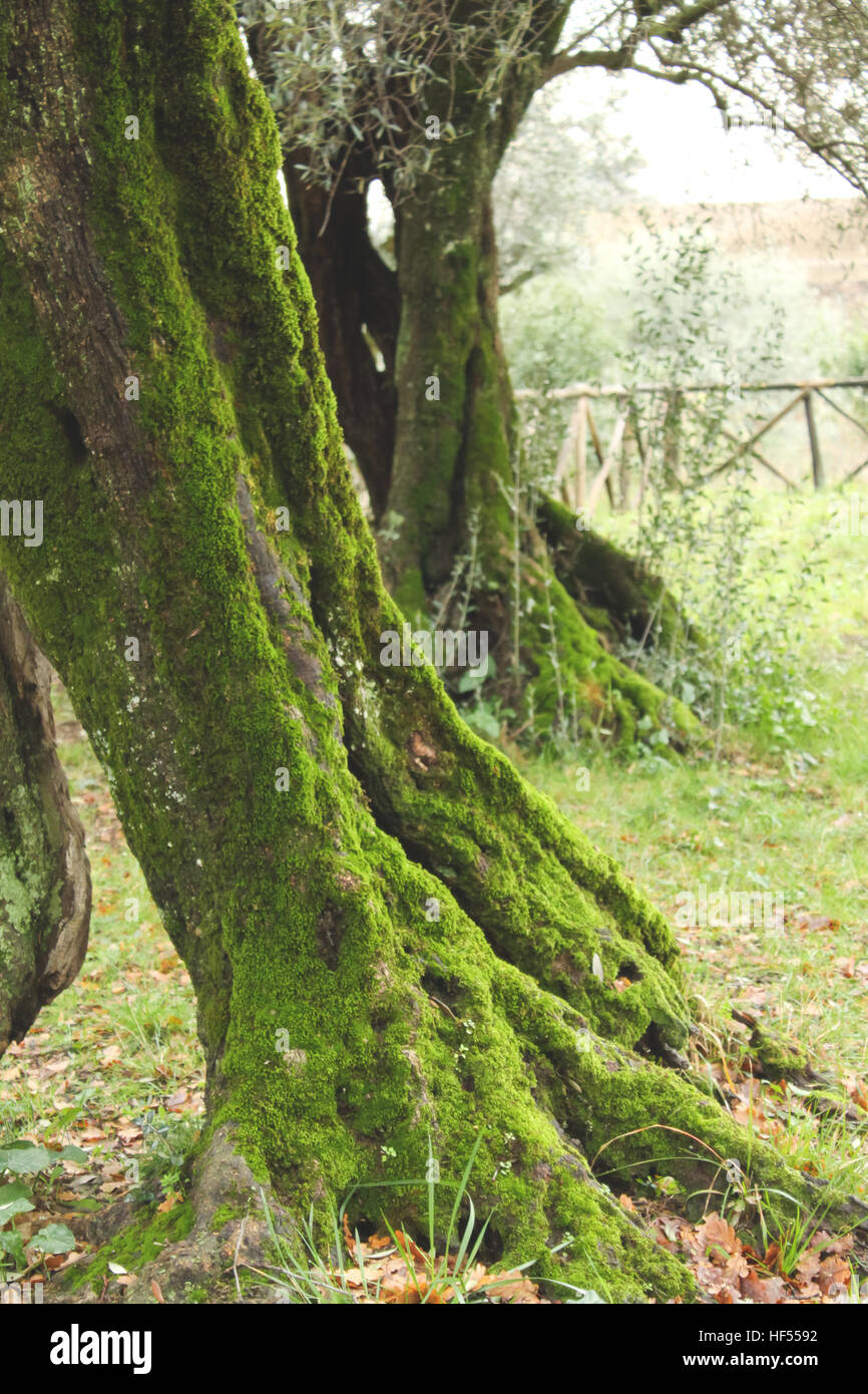 Tru plant hi-res stock photography and images - Alamy